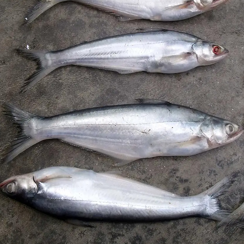 Bacha Fish (বাচা মাছ) - 500 Gram | Raw Fish | Oi Food Siliguri