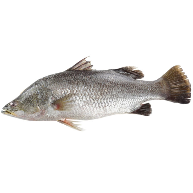 Bhetki (ভেটকি মাছ) - 500 gram | Fresh Raw Fish | Oi Food Siliguri