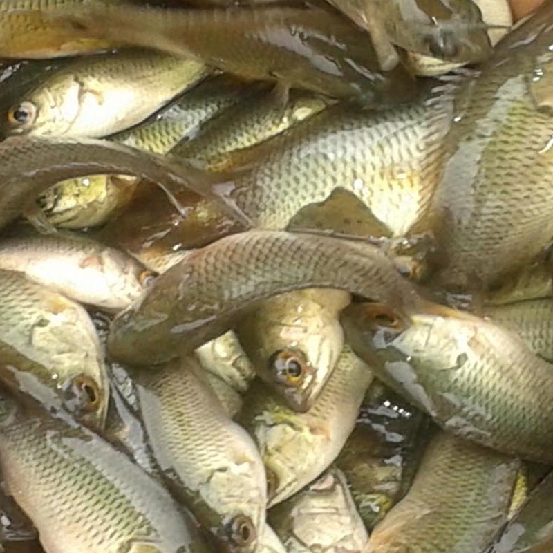 Koi Fish (কই মাছ) - 500 gram | Fish | Oi Food Siliguri