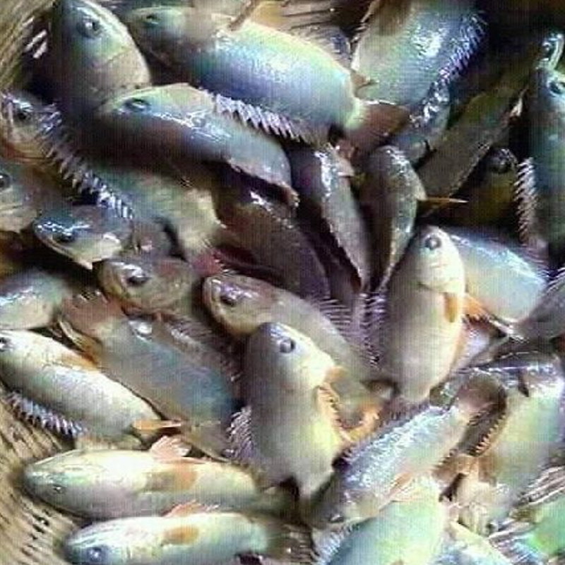 Oi Food - Fish, Meat and Egg home delivery throughout Siliguri